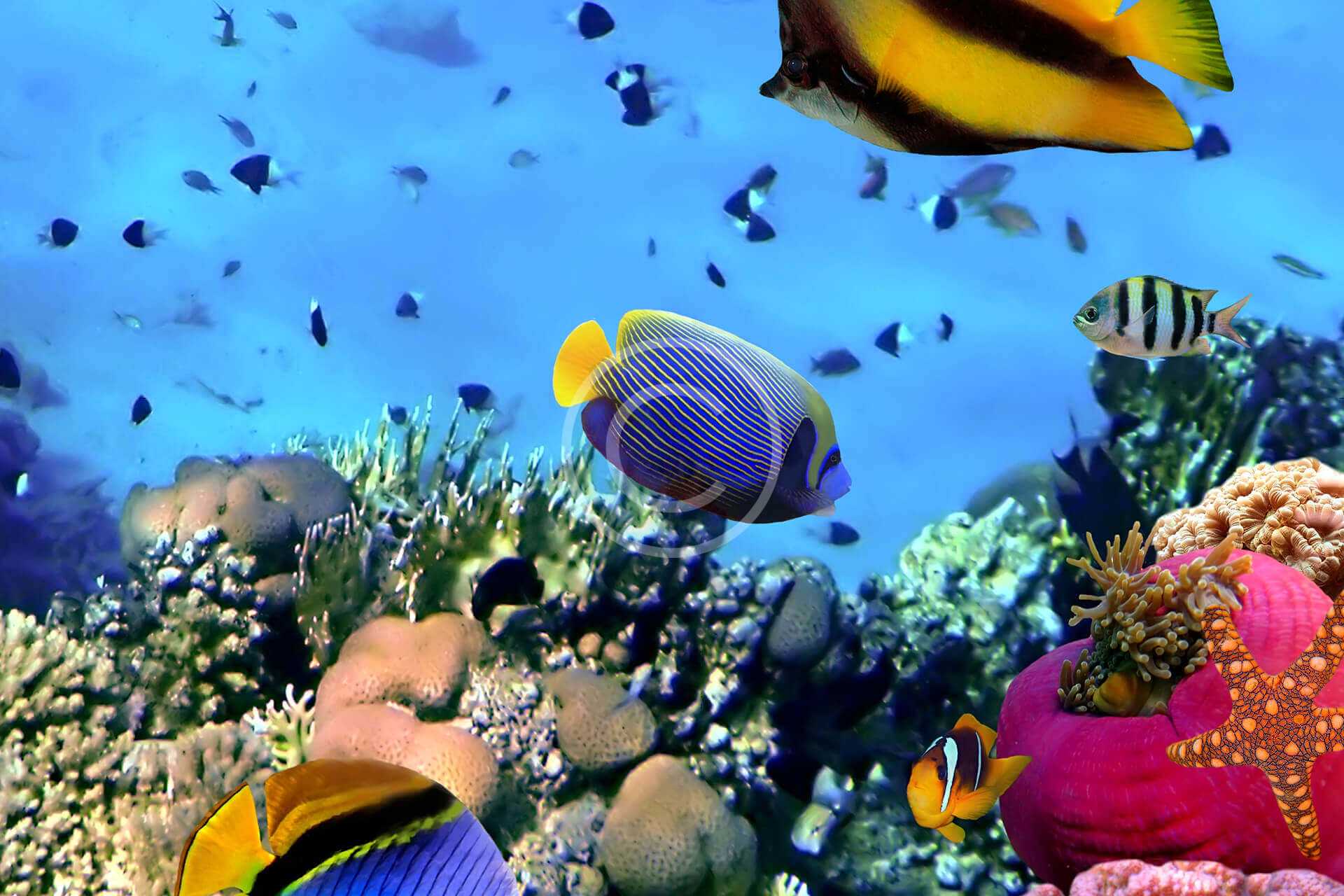 Krisenmanagement – Reef Doctor