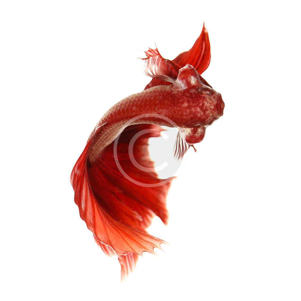 Vail Tail Betta Fish – Reef Doctor